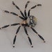Extra Large Steampunk Gray Ceramic Drawer Pull Spider - Etsy