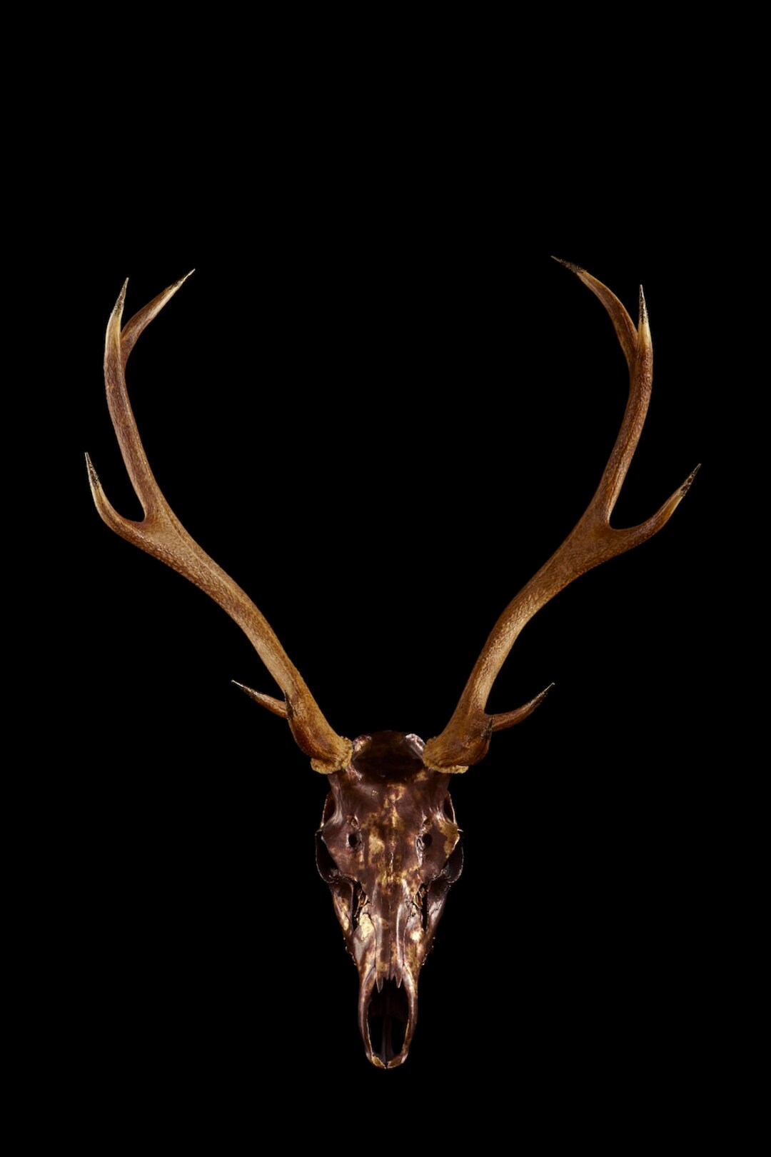 Stag Sculpture Print HONOVI Hopi Name Meaning strong Deer - Etsy