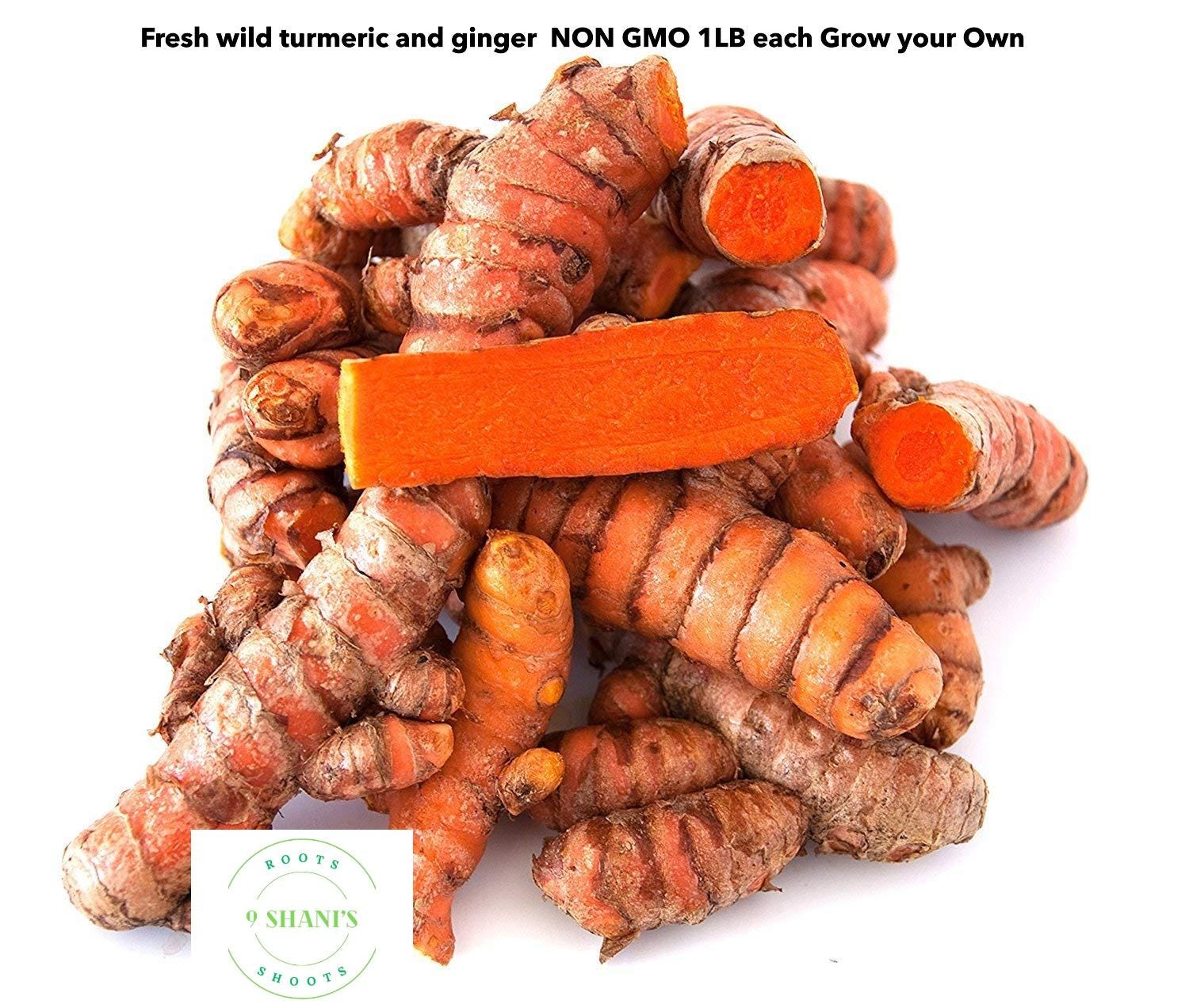 Fresh Wild Turmeric and Ginger NON GMO 1 LB Each Grow Your Own - Etsy