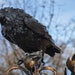 Wrought Iron Crow, Crow Sculpture. - Etsy