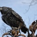 Wrought Iron Crow, Crow Sculpture. - Etsy
