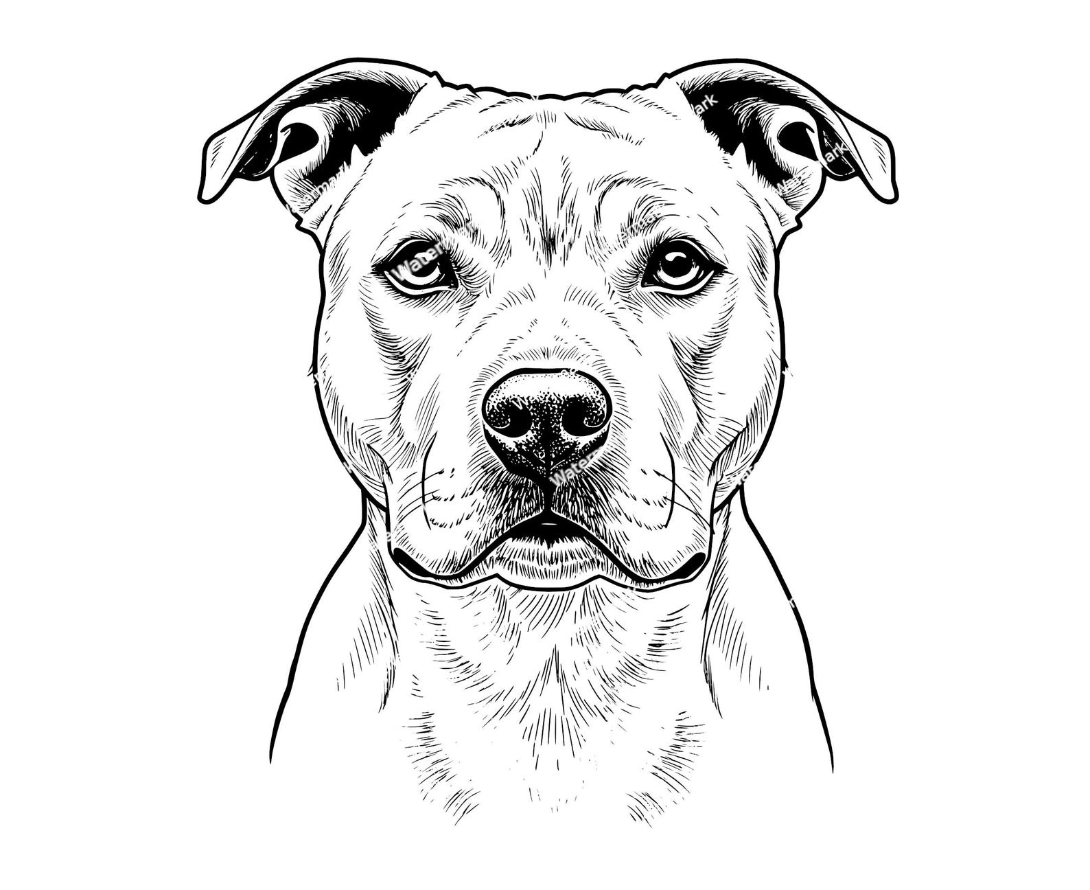 Staffordshire Bull Terrier Head PNG, SVG, DXF Files. Vector Graphic ...
