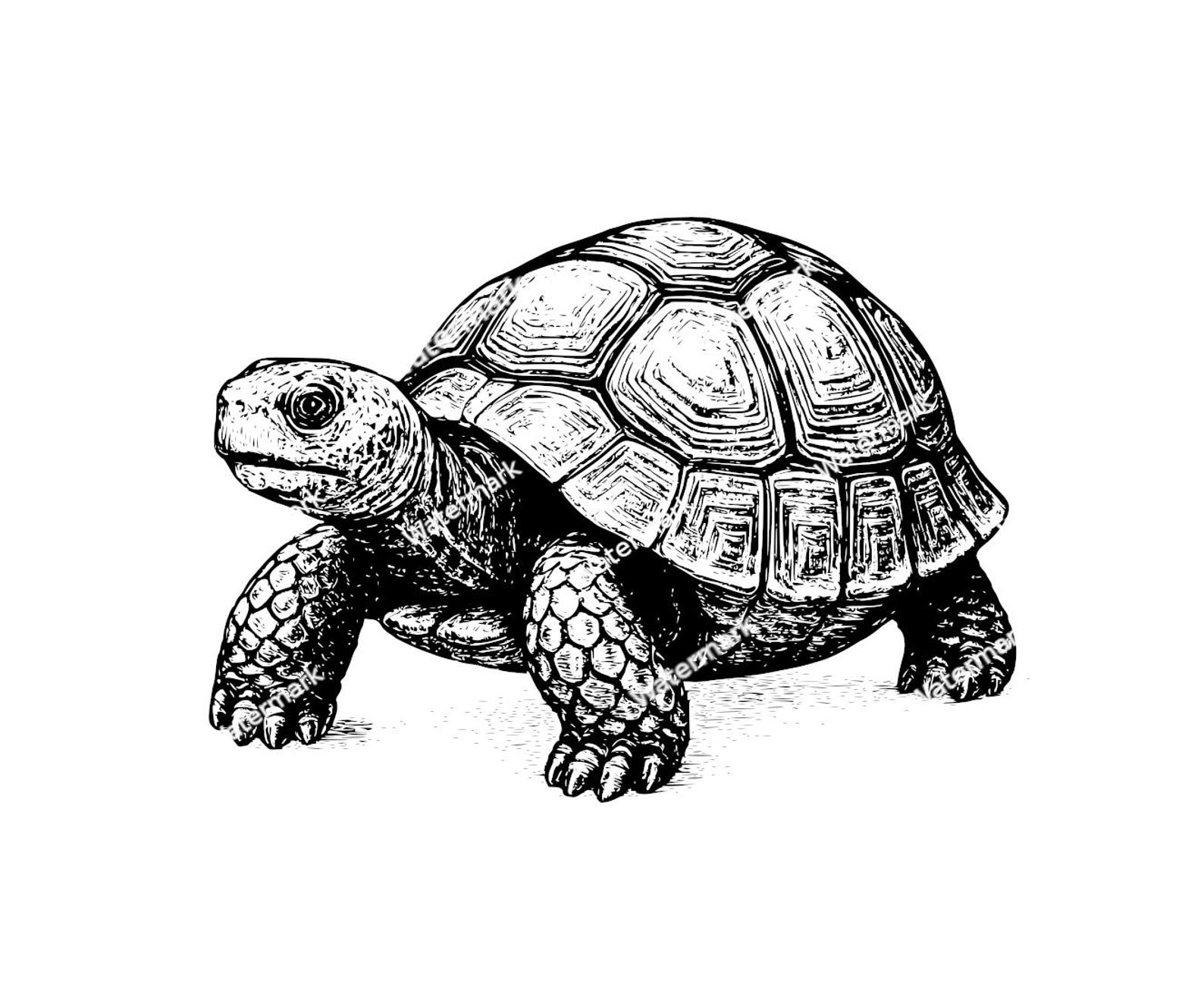 Tortoise Turtle PNG, SVG, DXF Files. Turtle Vector. Tortoise Laser ...