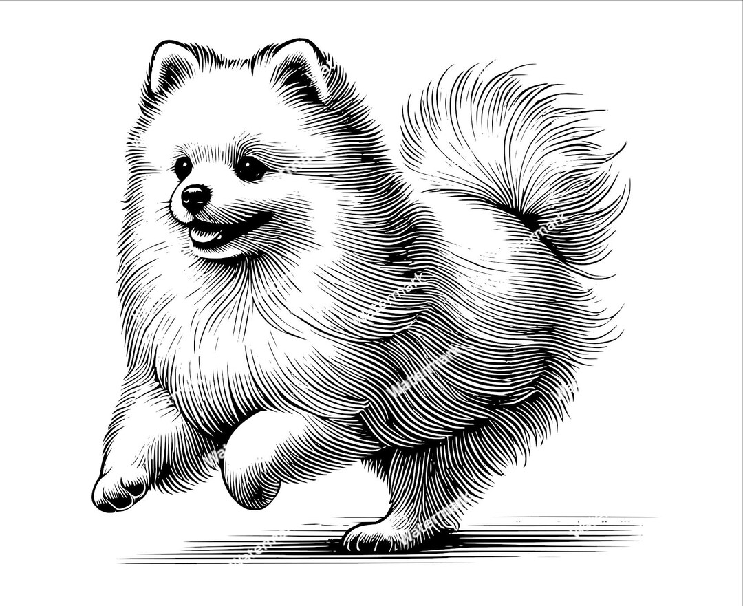 Pomeranian Running PNG, SVG, DXF Files. Pomeranian Cricut File. Vector ...