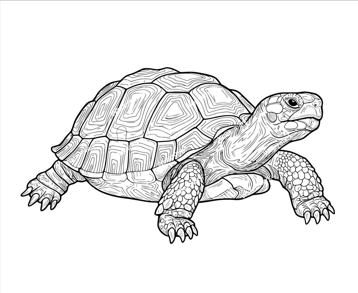 Tortoise Turtle PNG, SVG, DXF Files. Turtle Vector. Tortoise Laser ...