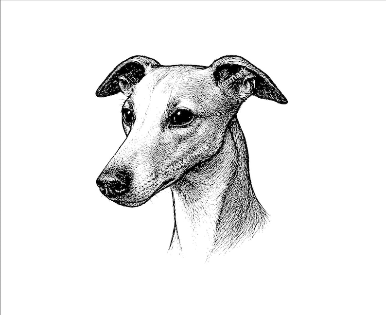 Whippet Head PNG, SVG, DXF Files. Vector Graphic Files. Clip Art ...