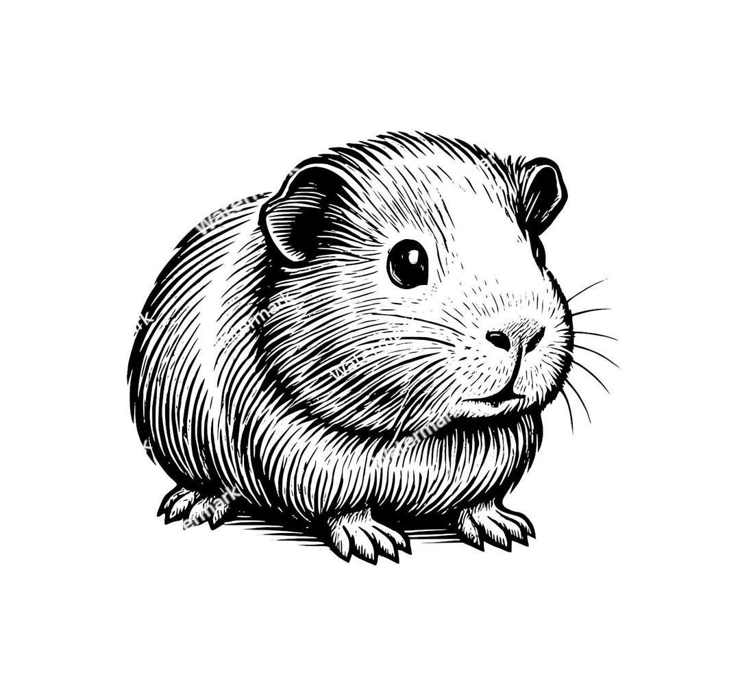 Guinea Pig PNG, SVG, DXF Files. Vector Graphic Files. Clip Art ...