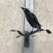 Crow, Iron Crow, Metal Sculpture, Metal Figurine, Art Object, Hand ...