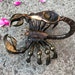 Halloween Figurine Forged Scorpion Iron Scorpion Metal - Etsy