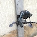 Crow, Iron Crow, Metal Sculpture, Metal Figurine, Art Object, Hand ...