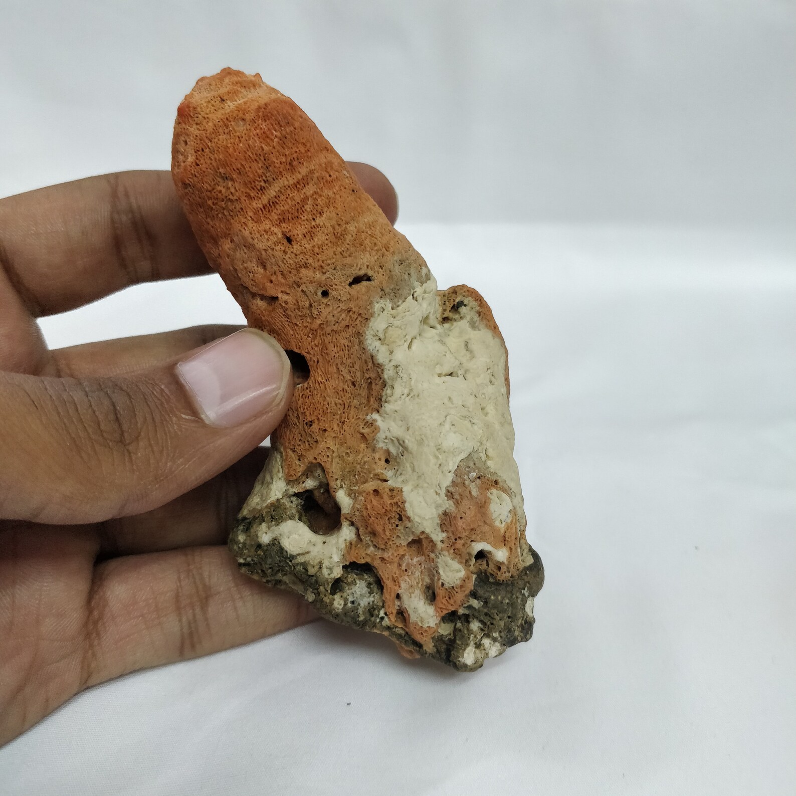 Coral Gemstone, Red Coral, Natural Coral, Coral Specimen, Coral Cluster ...