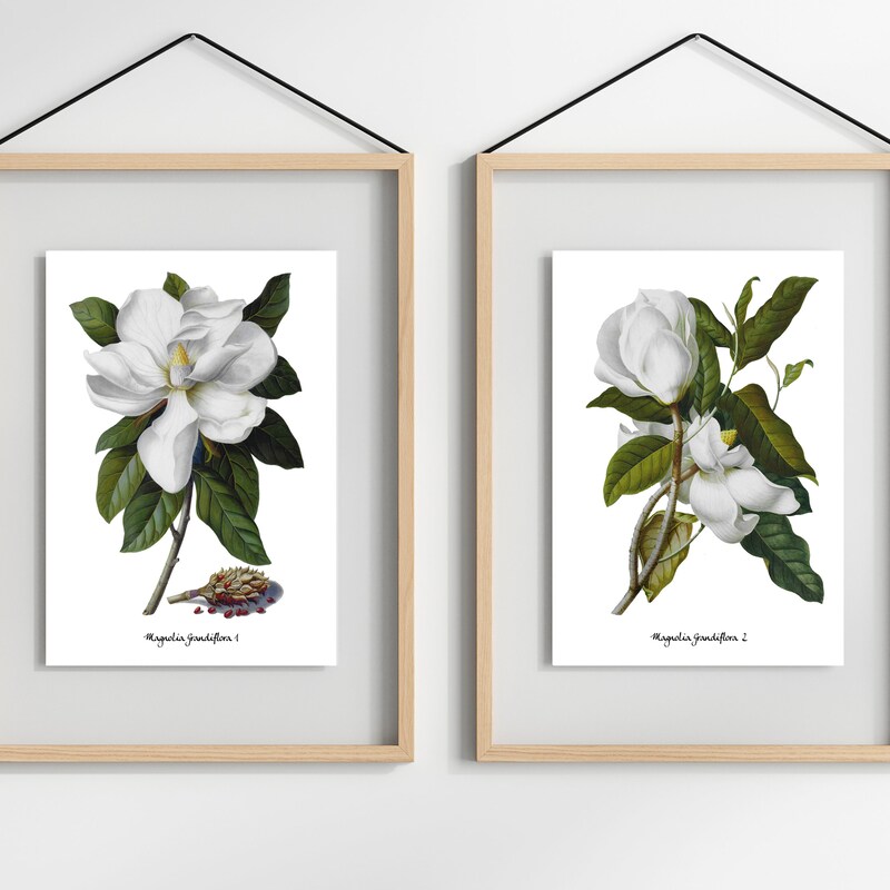 Magnolia Print - Etsy