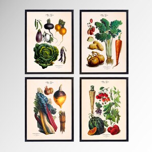 VEGETABLE ART PRINTS. Set of Four Restored Vintage Illustrations ...