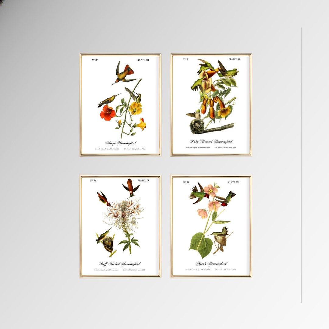 Audubon Prints. HUMMINGBIRD PRINTS. Set of 4 Restored Bird Wall Art ...