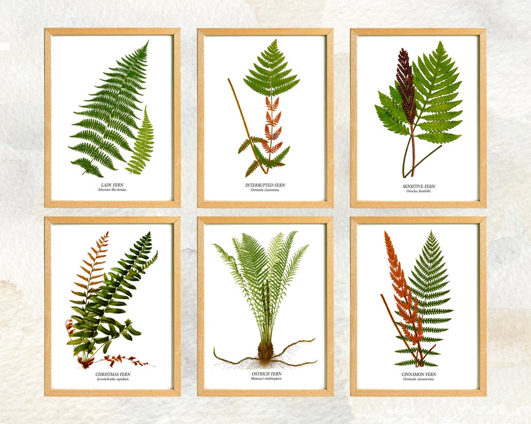 Fern Prints Wall Art Ferns of Michigan. Set of Six Vintage - Etsy