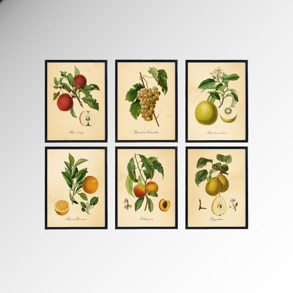 Vintage Fruit Print - Etsy