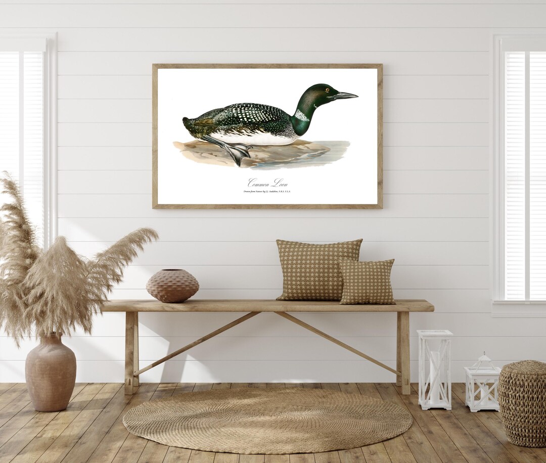 Large Bird Print. Vintage Restored Wall Art. COMMON LOON. Four Prints ...
