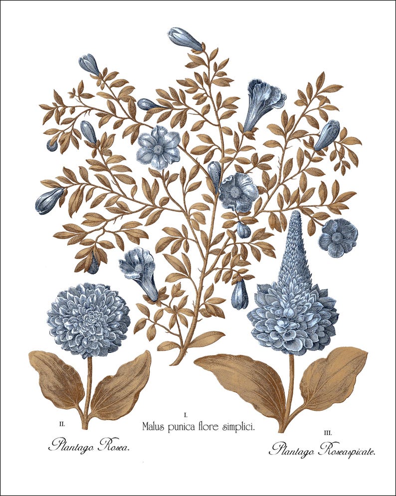 Sepia & Blue Botanical Art Print Set - Set of 2 - Restored Vintage ...