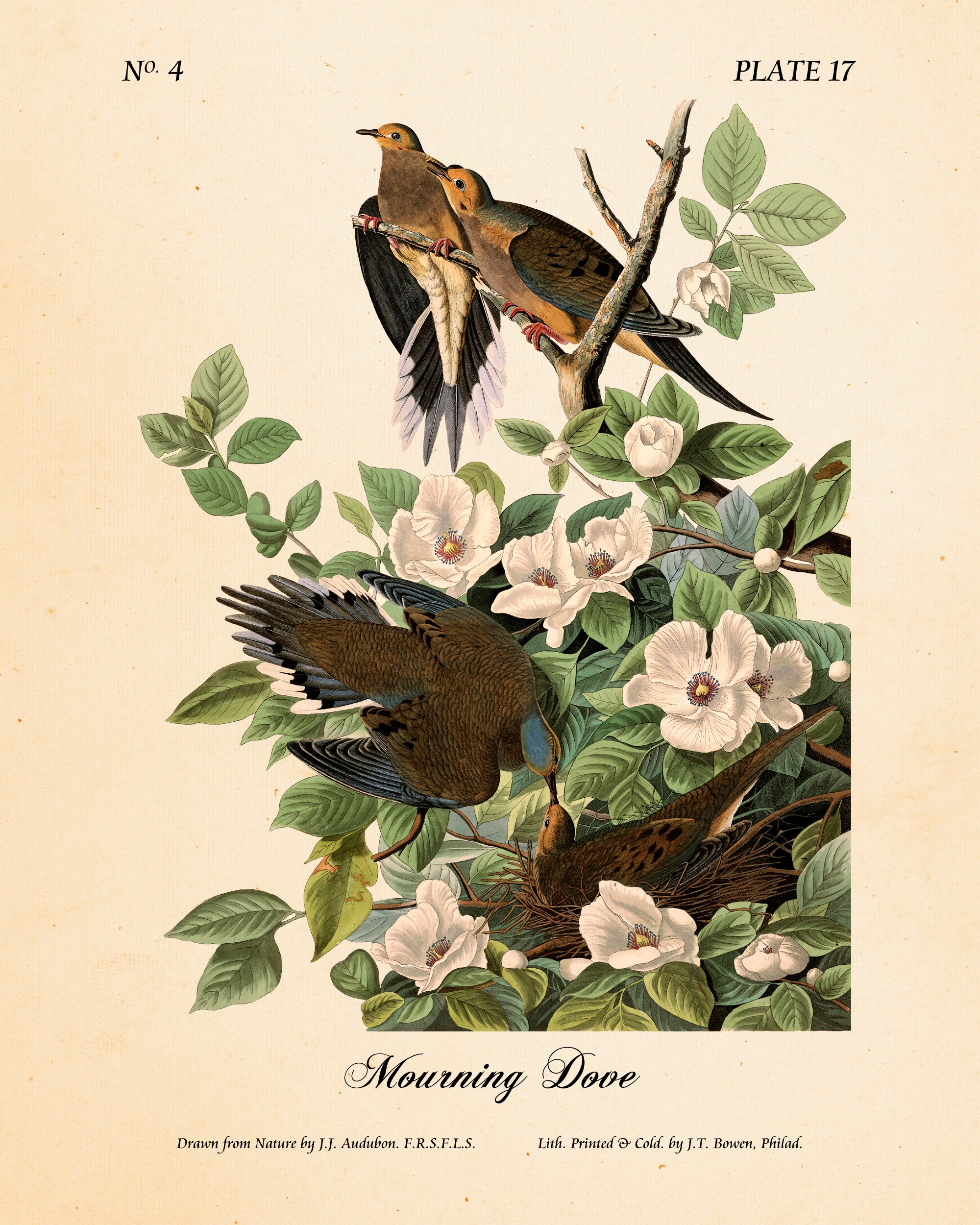 Audubon Bird Prints - Virginia Backyard Birds Vintage Wall Art - Set of ...