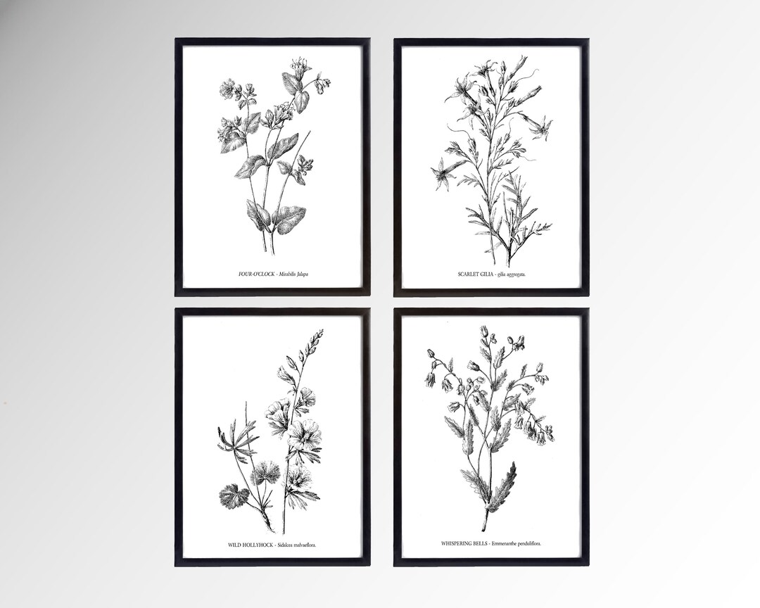 SKETCH PRINT SET. Plant Sketches. Set of Four Prints. Three - Etsy