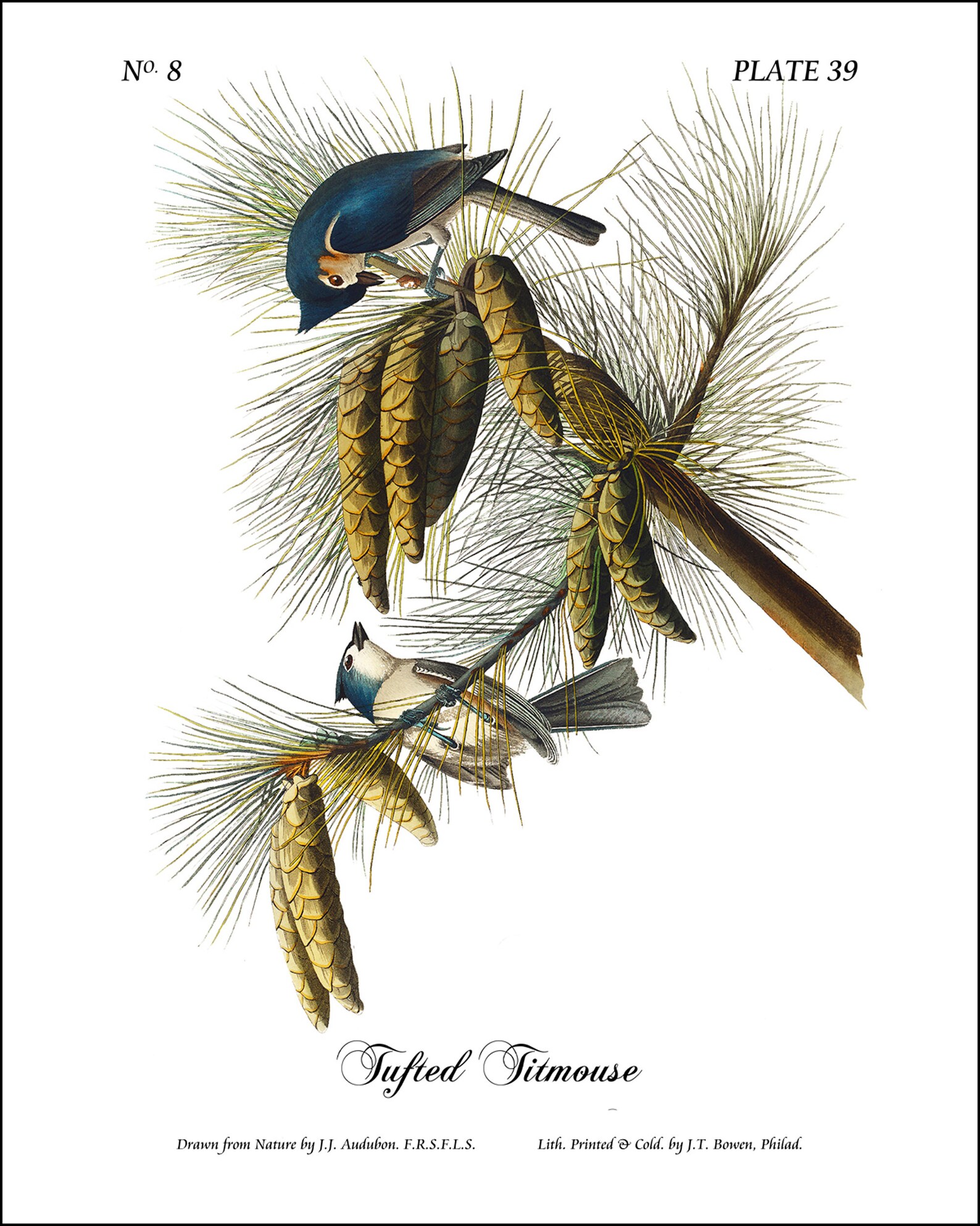 Audubon Prints. Birds of WEST VIRGINIA. Set of Six Bird Wall - Etsy