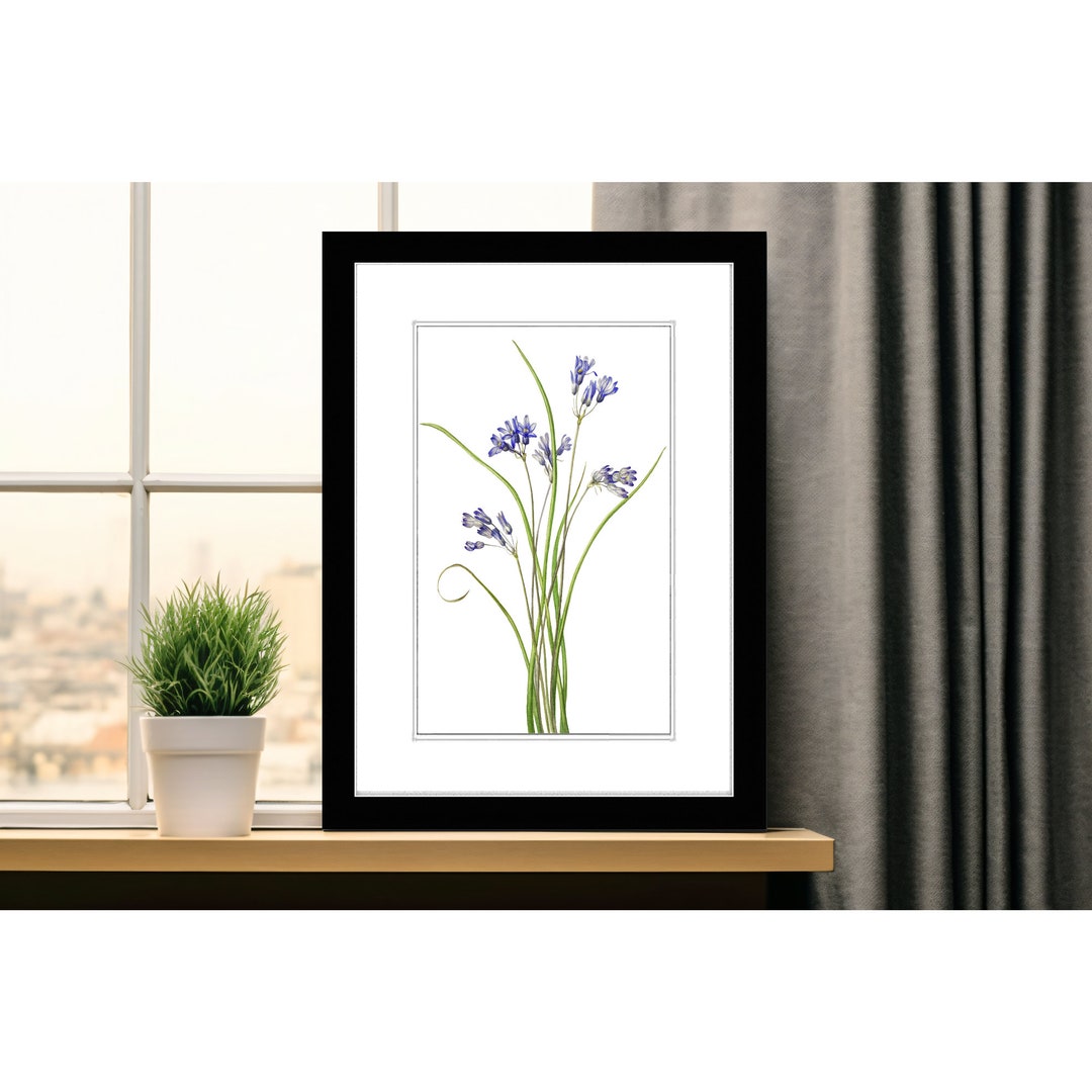 Framed Flower Art Print. WILD HYACINTH. Vintage Restored, Matted ...