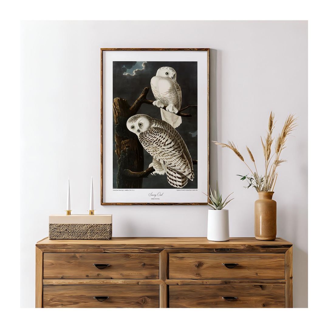 Large Bird Print. Vintage Restored Wall Art. SNOWY OWL. Four Prints ...