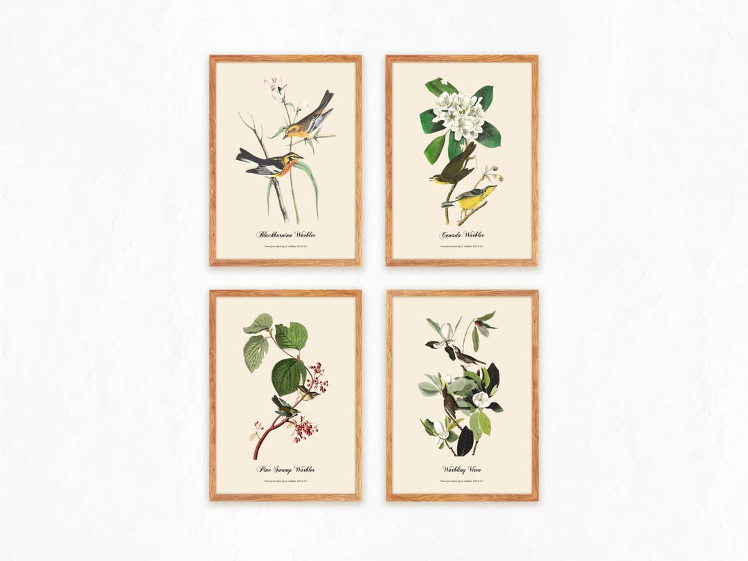 Audubon Bird Prints Set - Warblers, Vintage Wall Art - Etsy