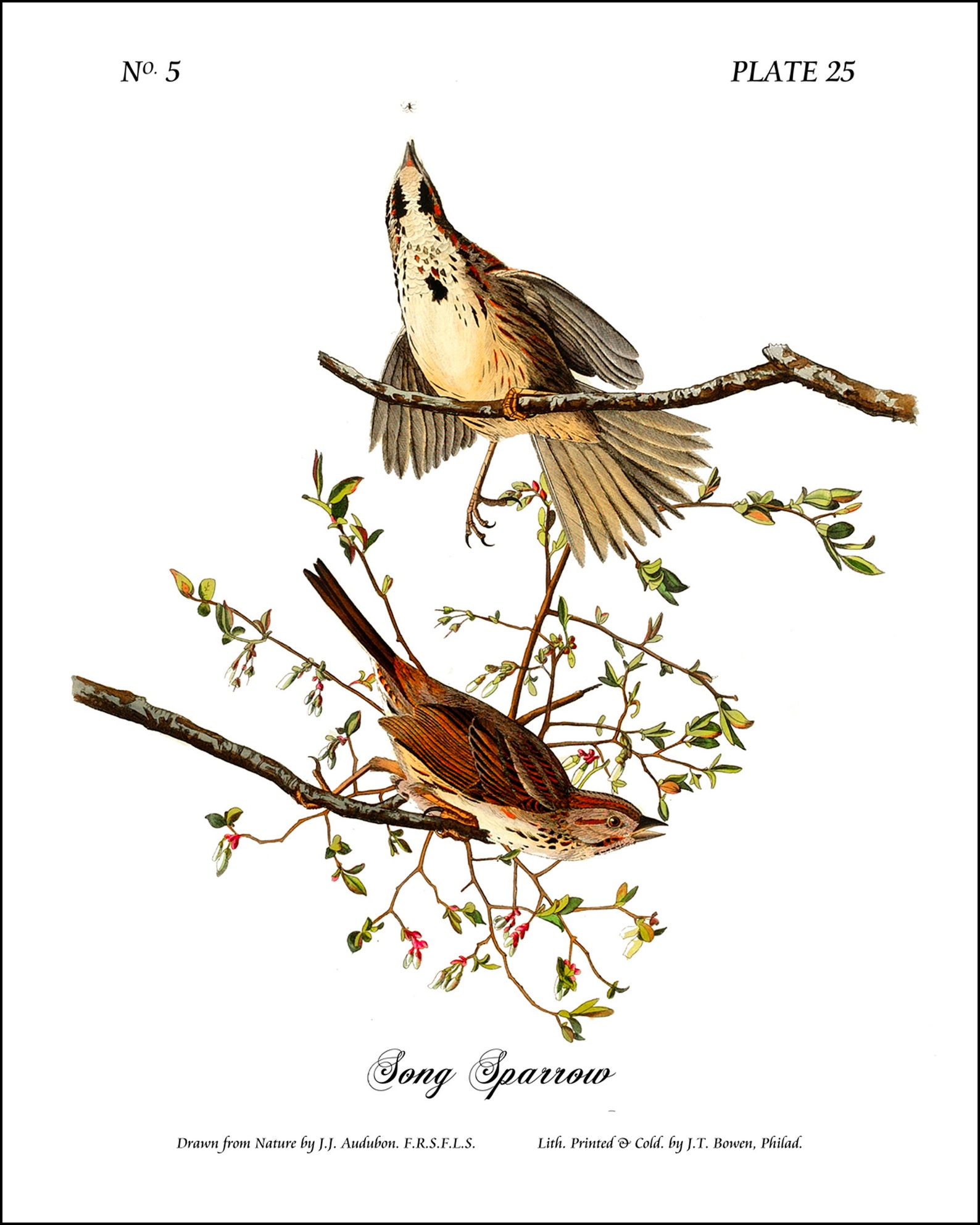 Audubon Prints. Birds of WEST VIRGINIA. Set of Six Bird Wall - Etsy