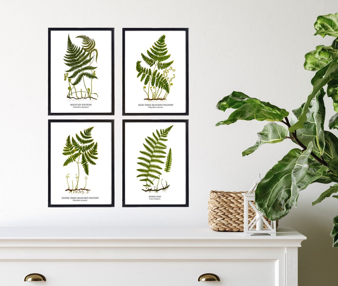 Vintage Restored Fern Botanical Prints, Set of 4 - Etsy