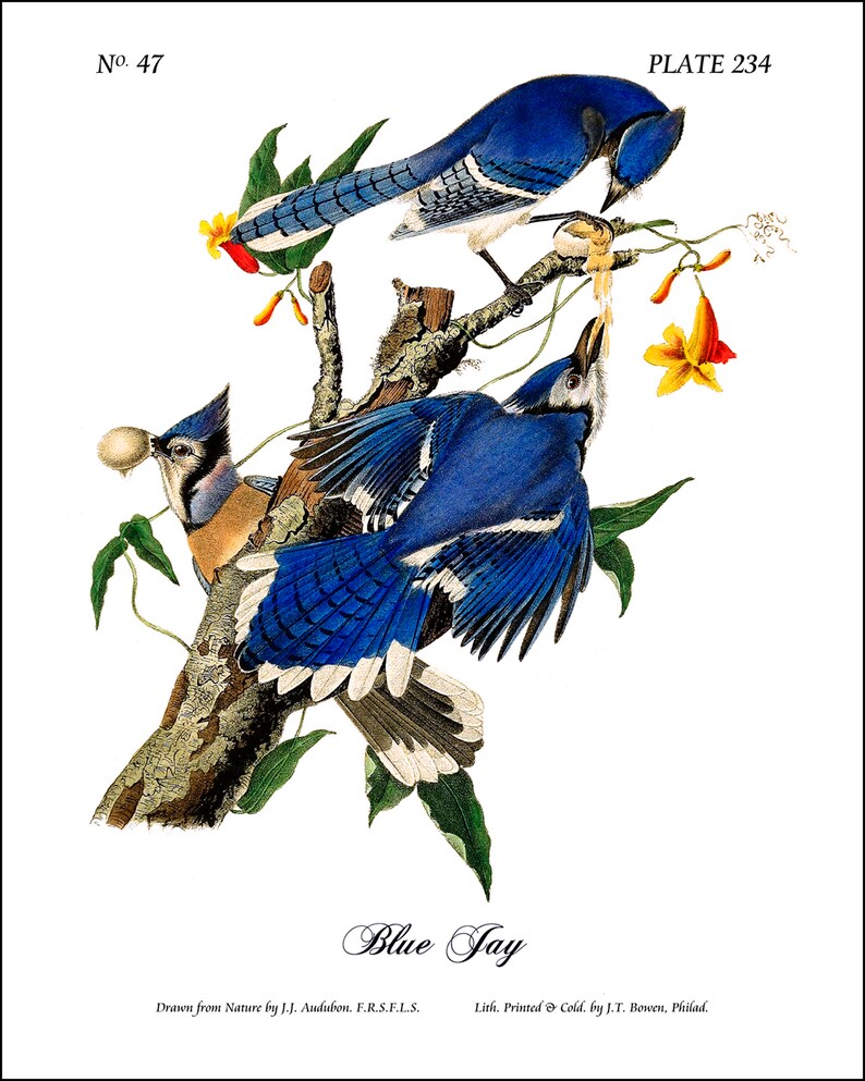 Audubon Prints. Birds of WEST VIRGINIA. Set of Six Bird Wall - Etsy