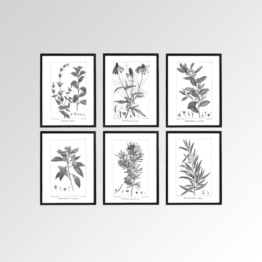 SKETCH PRINT SET Plant Art Prints. Set of Six. Vintage Restored. Four ...