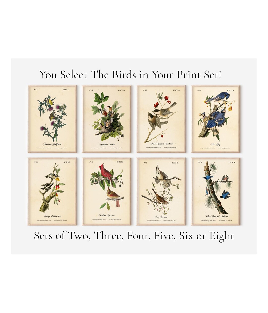 Audubon Birds of Minnesota - Choose Your Birds! Enter Your Selections ...