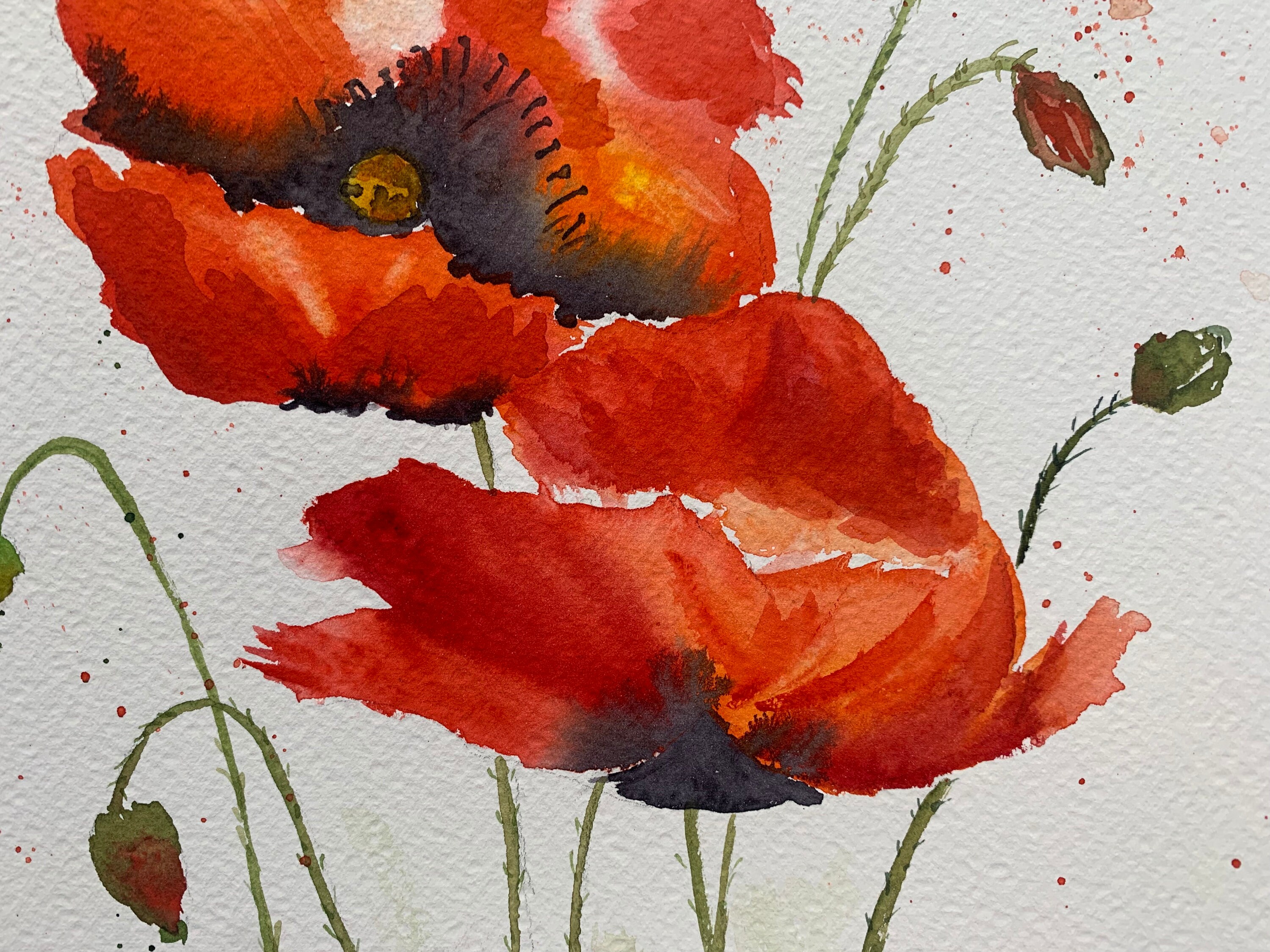 Red Poppy Watercolor