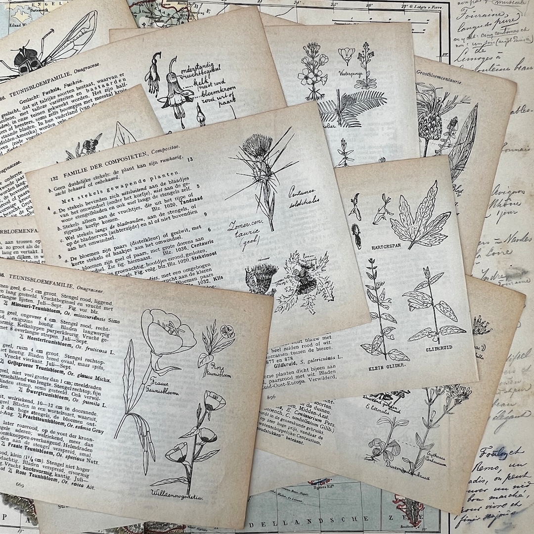 Vintage 1960 - Illustrated Bookpages With Botanical Illustrations - Etsy