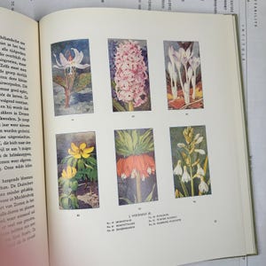 Verkade Flowers in Our Garden Album Collector Cards 148 Pcs. 1926 ...