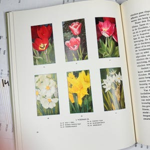 Verkade Flowers in Our Garden Album Collector Cards 148 Pcs. 1926 ...