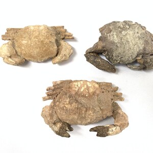 Crab Fossil (3 Specimen) Fossils Decapod Crustaceans Brachyura ...