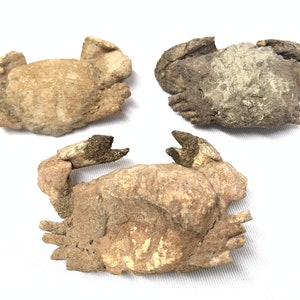 Crab Fossil (3 Specimen) Fossils Decapod Crustaceans Brachyura ...
