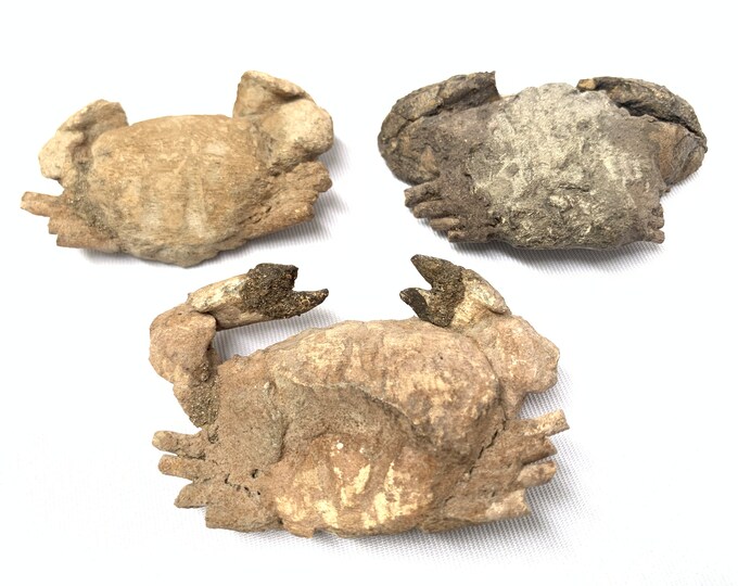 Crab Fossil (3 Specimen) Fossils Decapod Crustaceans Brachyura ...