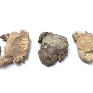 Crab Fossil (3 Specimen) Fossils Decapod Crustaceans Brachyura ...