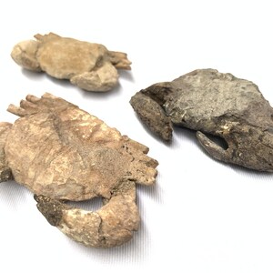 Crab Fossil (3 Specimen) Fossils Decapod Crustaceans Brachyura ...