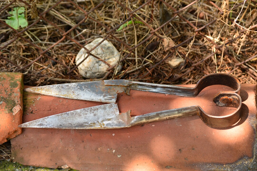 Large Vintage Iron Sheep Shears Scissors,old Sheep Shears Scissors ...