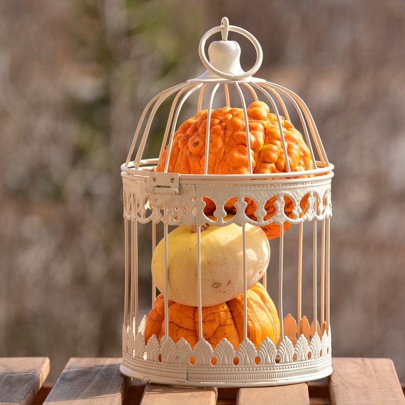 Decorative Bird Cage - Etsy