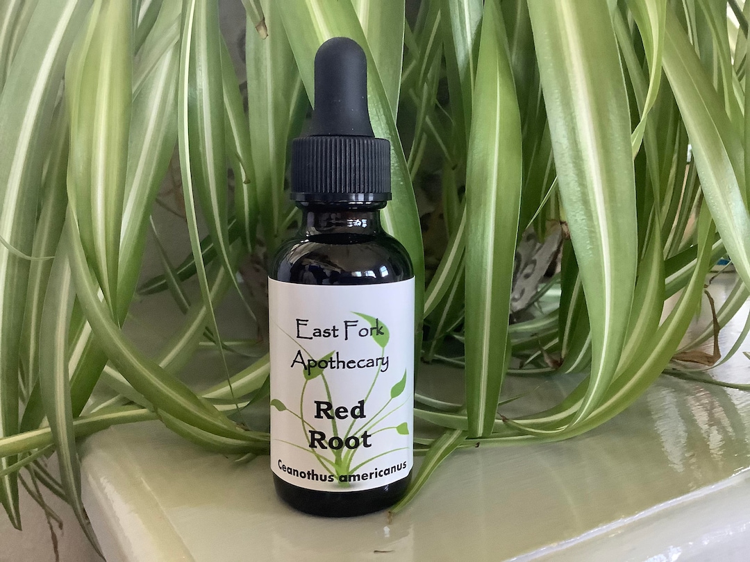 Red Root Tincture 1 Oz. Dried Root - Etsy