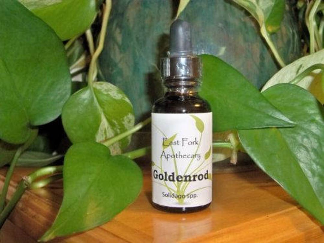 Goldenrod Tincture 1 Oz. Wildcrafted - Etsy