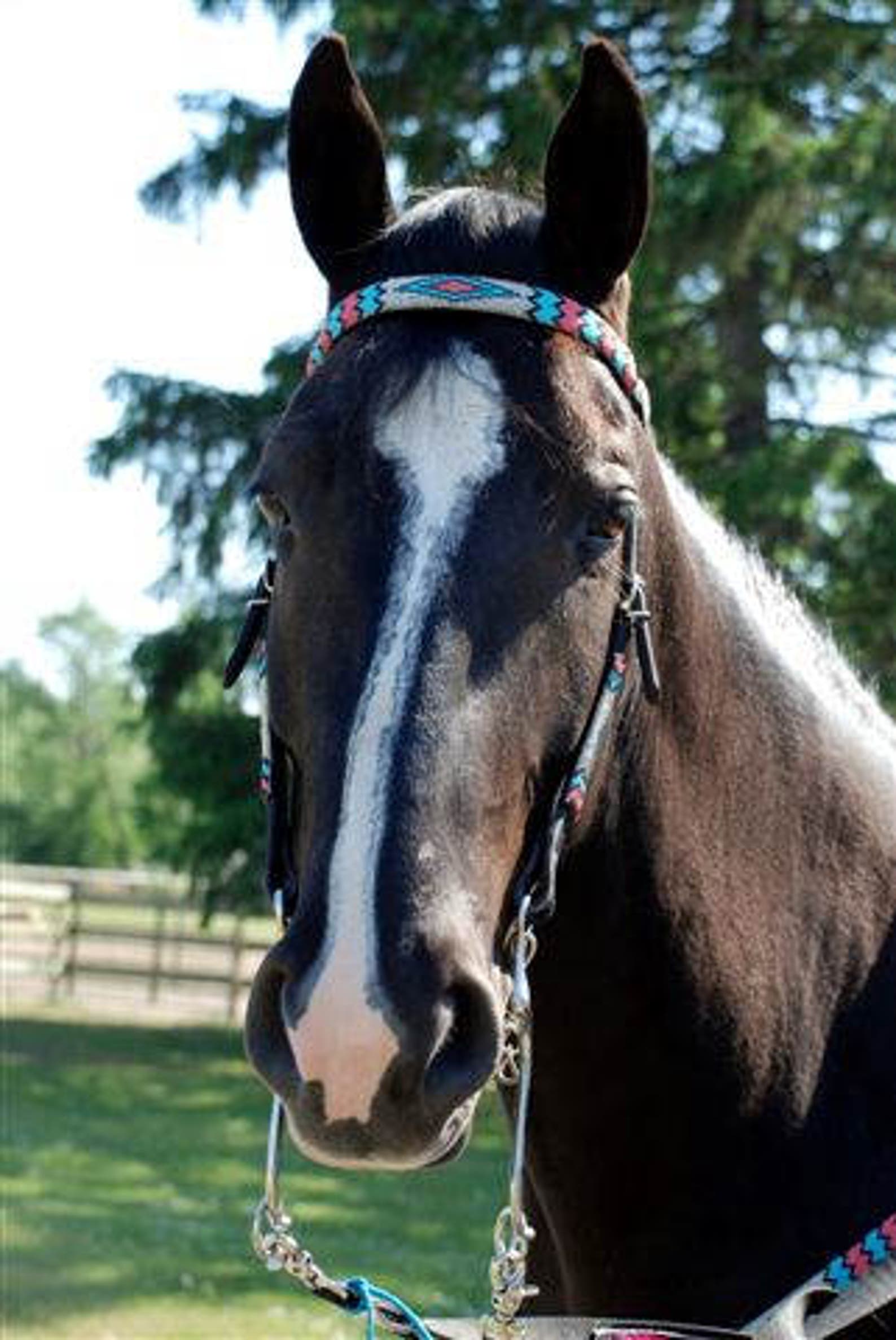 Custom Hand-crafted Beaded Horse Tack - Etsy