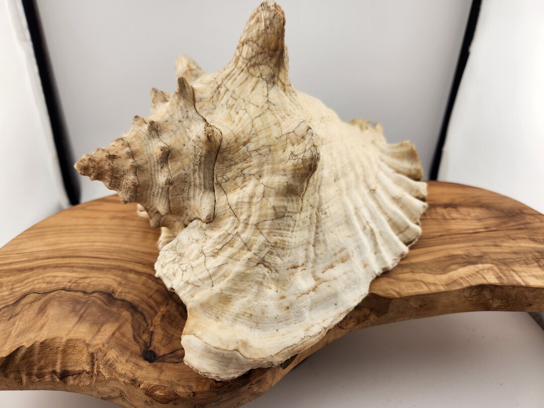 Vintage Large Conch Seashell 9" Long - Beautiful Ocean Beach Decor - Etsy