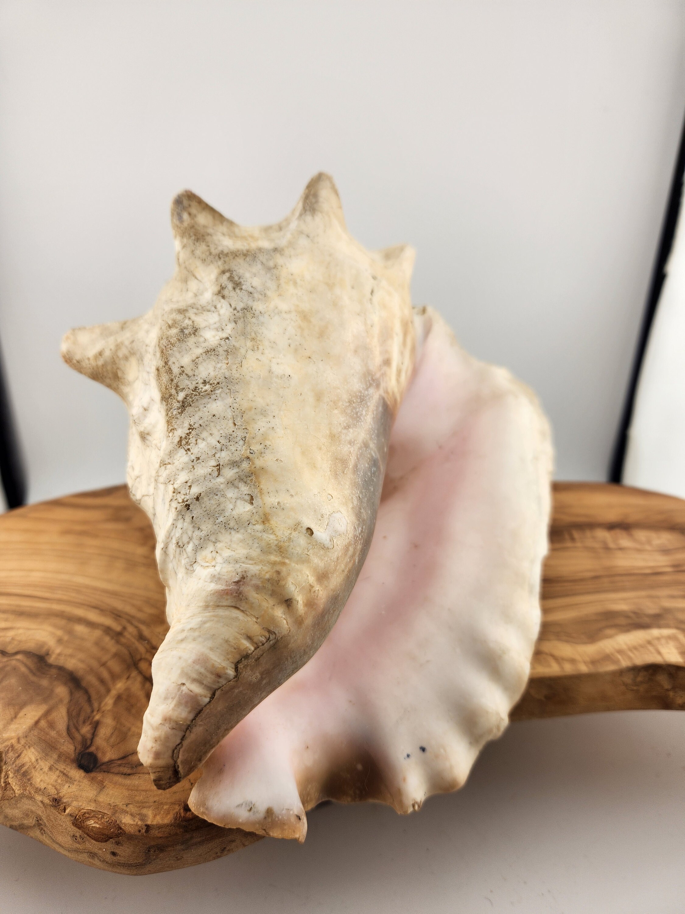 Vintage Large Conch Seashell 9 Long Beautiful Ocean Beach Decor - Etsy