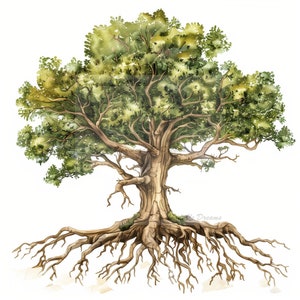 10 Beautiful Trees With Roots Exposed Watercolor Scenes Clipart Bundle ...